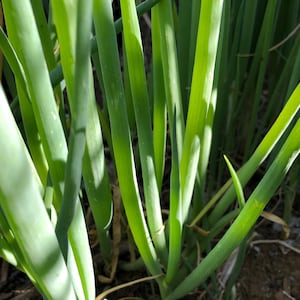 Dae-pa Korean Large Green Onion Seeds 韓國大蔥 - 100 Seeds - Etsy