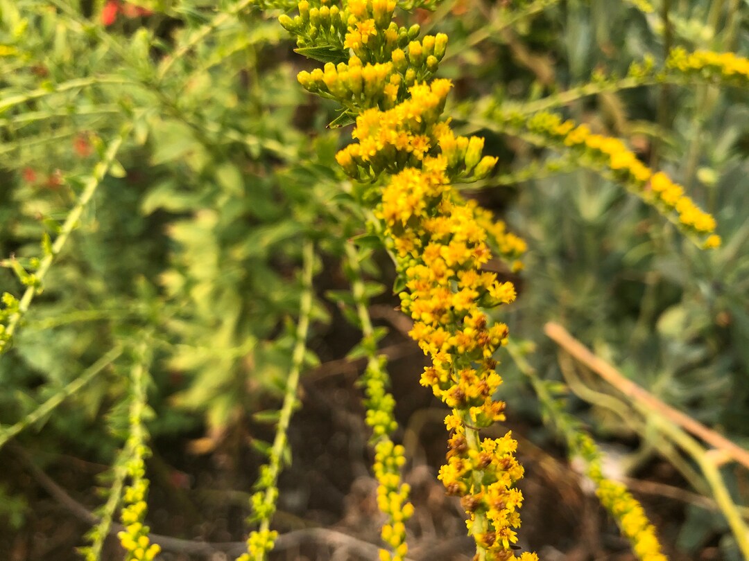 Goldenrod Solidago Perennial Flower - Etsy