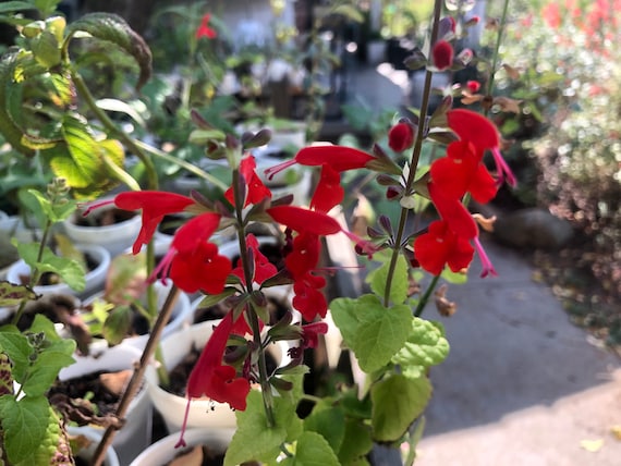 1 Plant of Salvia Coccinea Summer Jewel Red - Etsy