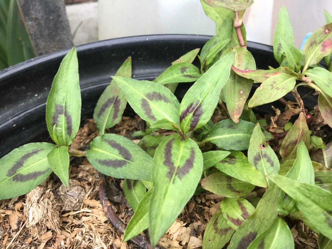 1 Starter Plant of Perennial Rau Ram - Etsy