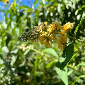 Buddleja Honeycomb Butterfly Bush Perennial Flower - Etsy