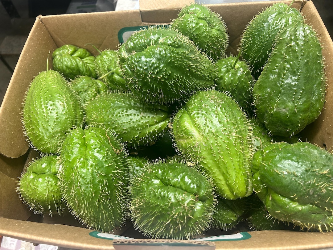 1 Perennial Chayote Squash Seed/plant (very Prickly) - Sprouted or ...