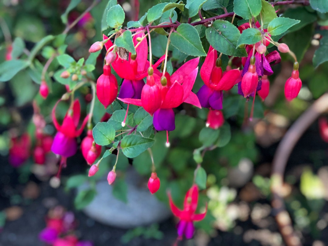 1 Starter Plant of Fuchsia Dark Eye Perennial Flower ** Made To/pre ...