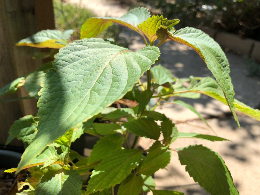 Perilla, Vietnamese Tia To, Shiso Seeds 紫苏/紫蘇 - 50 Seeds - Etsy