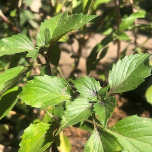 1 Plant of Perennial Basil Herbalea Wild Magic 10 Inch Starters ...