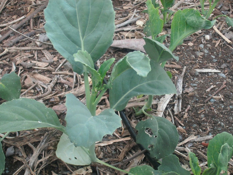 Kailaan Chinese Kale Seeds 芥藍 - 200 Seeds - Etsy