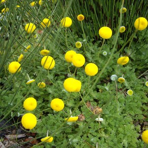 1 Starter Plant of Cotula Lineariloba 'big Yellow Moon' - Etsy
