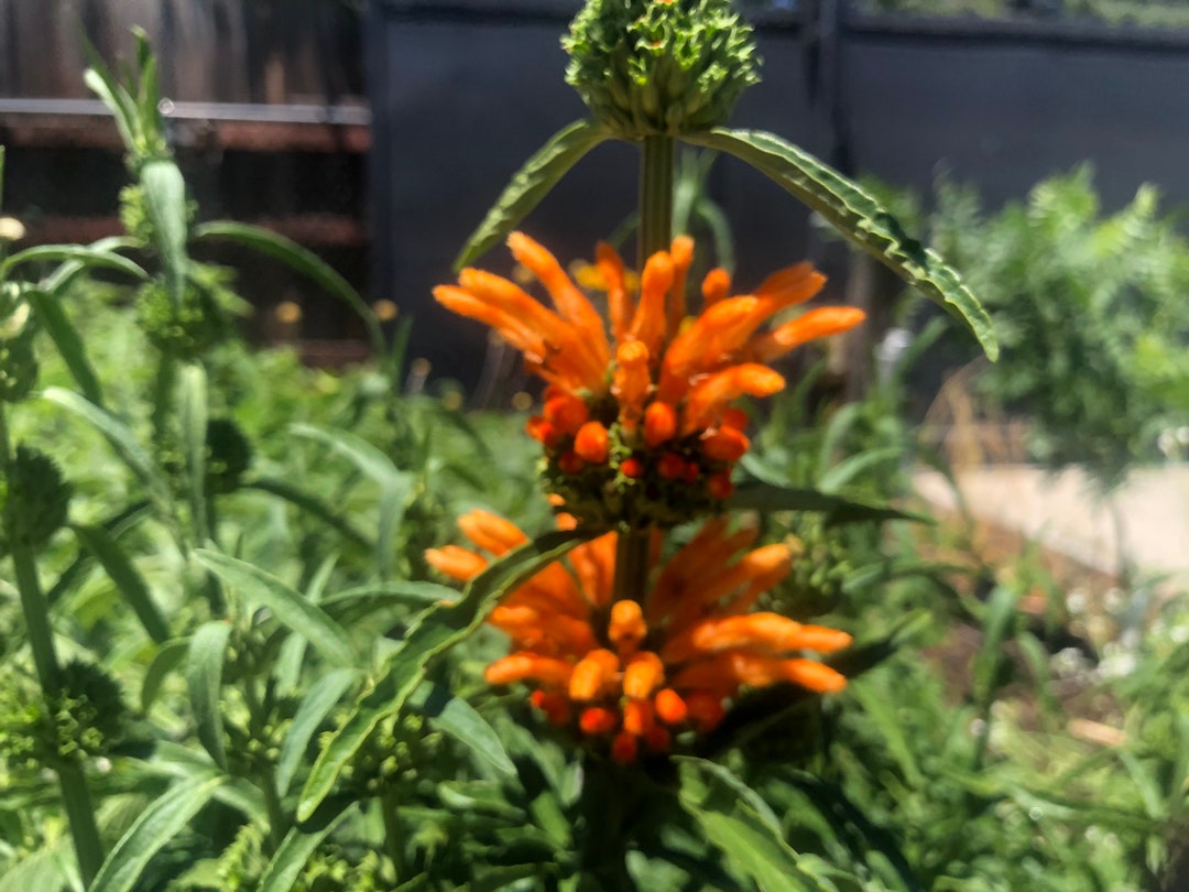 1 Starter Plant of Leonotis Menthifolia 'savannah Sunset' Lion Ear - Etsy