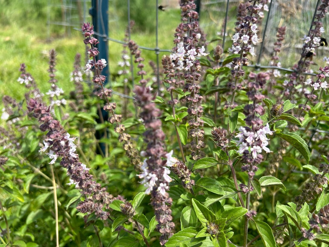 1 Starter Plant of Perennial African Blue Basil - Etsy