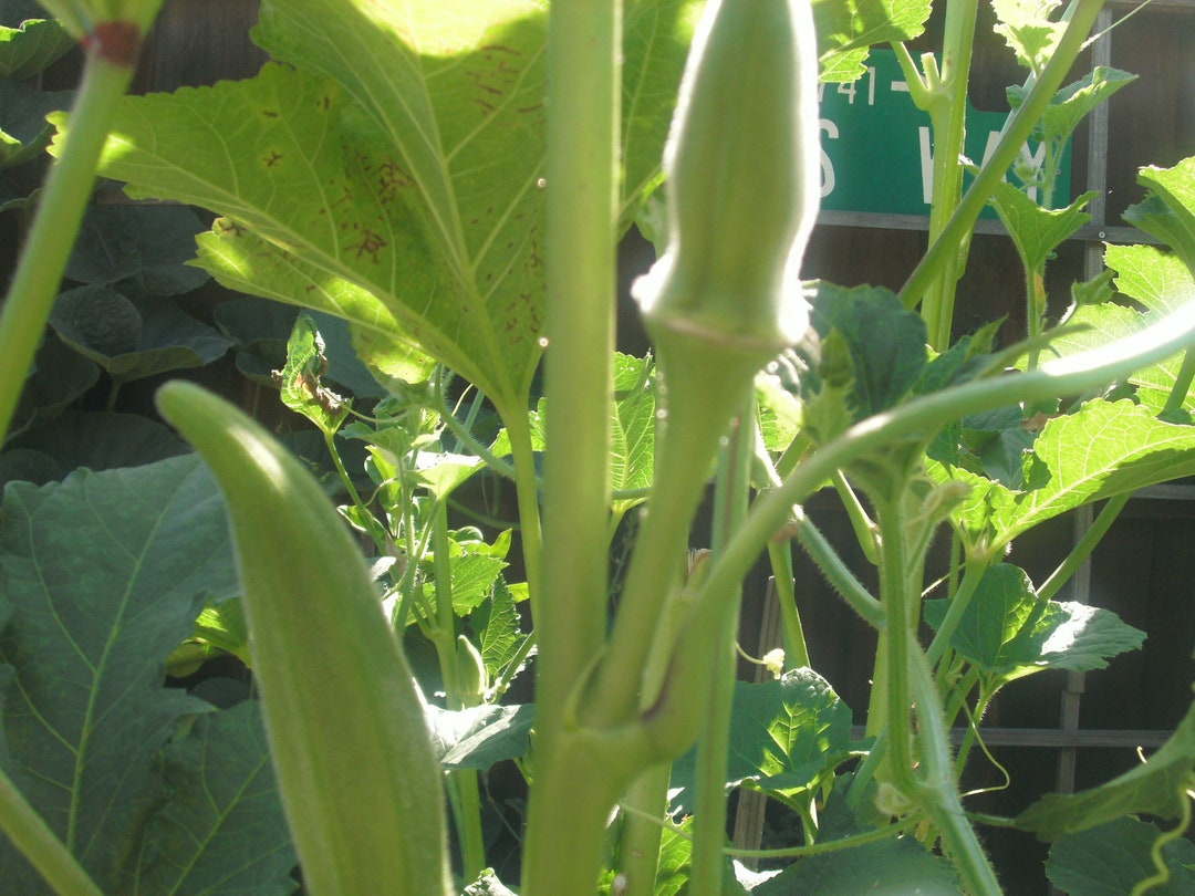 Okra Arkansas Giant Seeds 秋葵 - 20 Seeds - Etsy