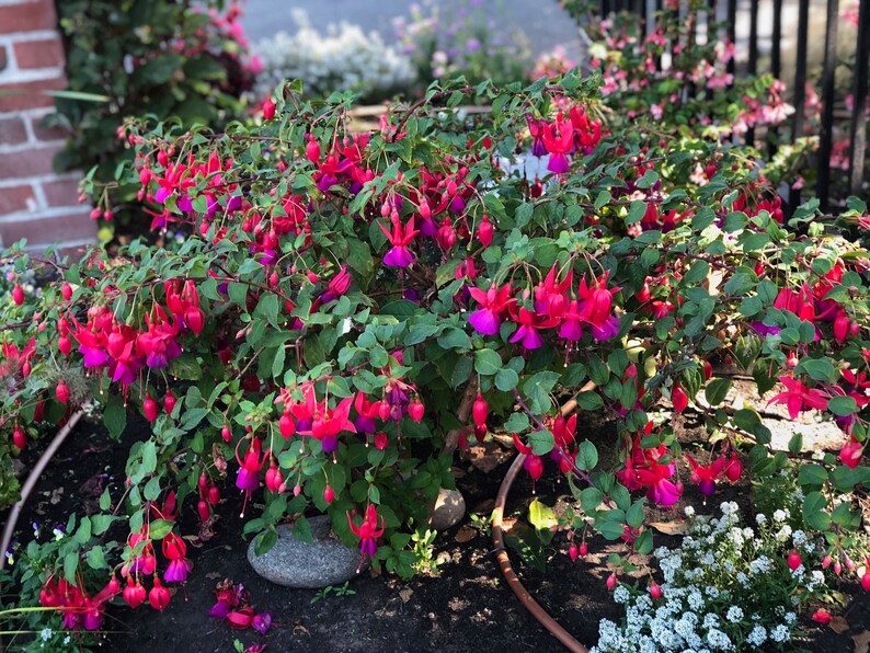 1 Starter Plant of Fuchsia Dark Eye Perennial Flower ** Made To/pre ...