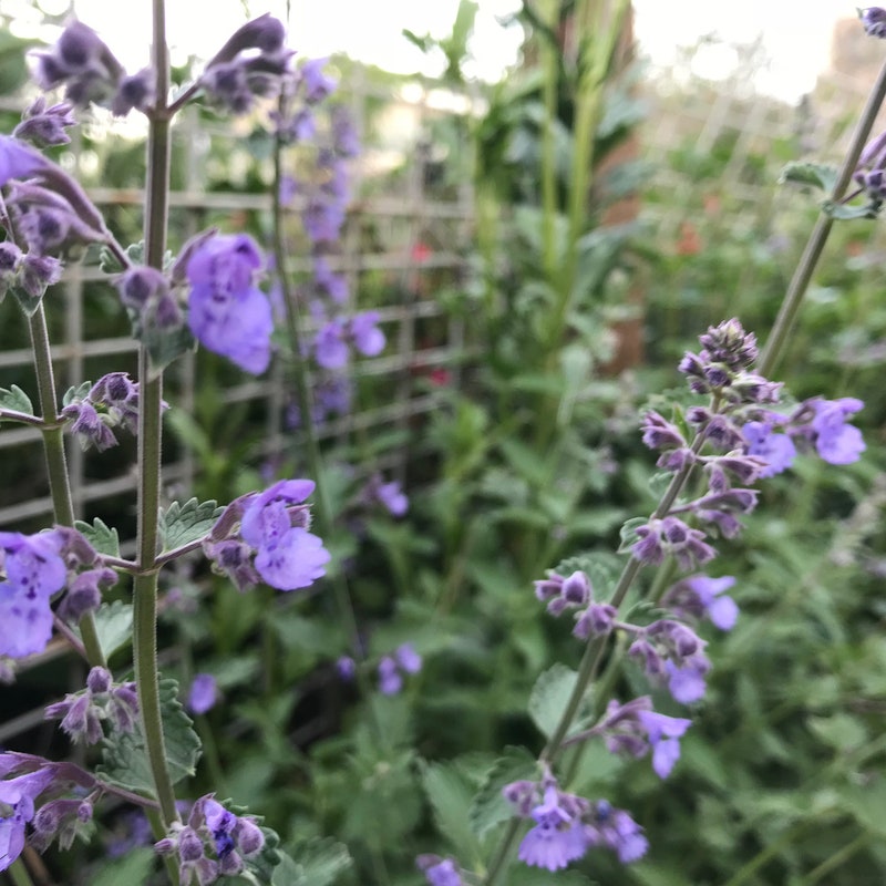 Catmint Live Plants - Etsy
