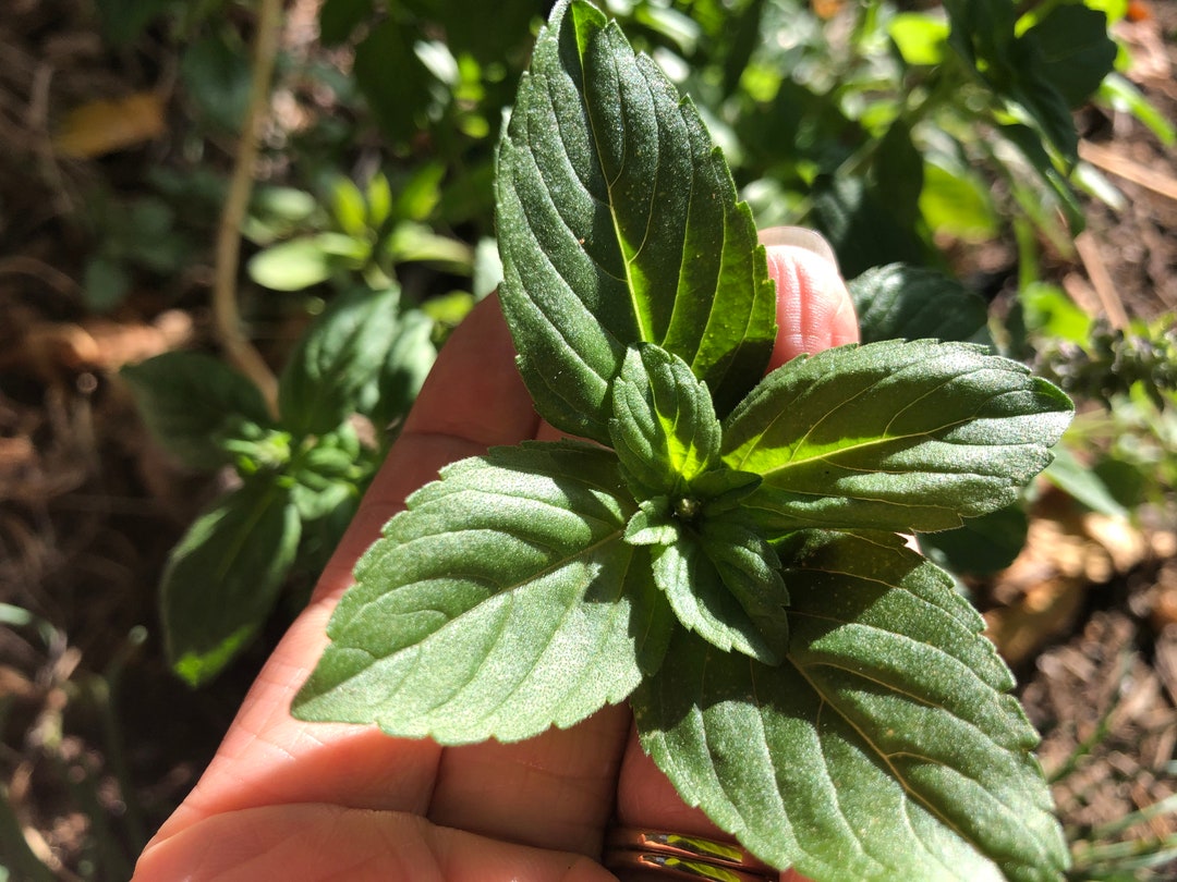 1 Starter Plant of Perennial African Blue Basil Custom Made to Order ...