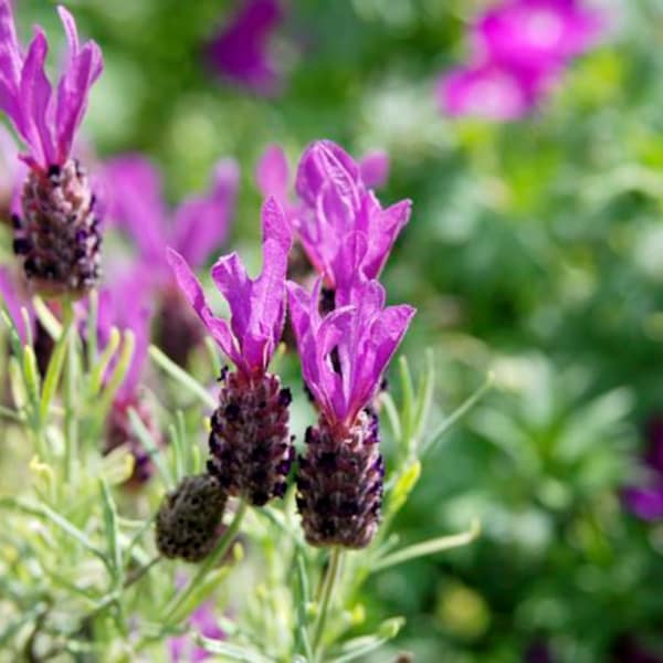 Spanish Lavender Plant - Etsy