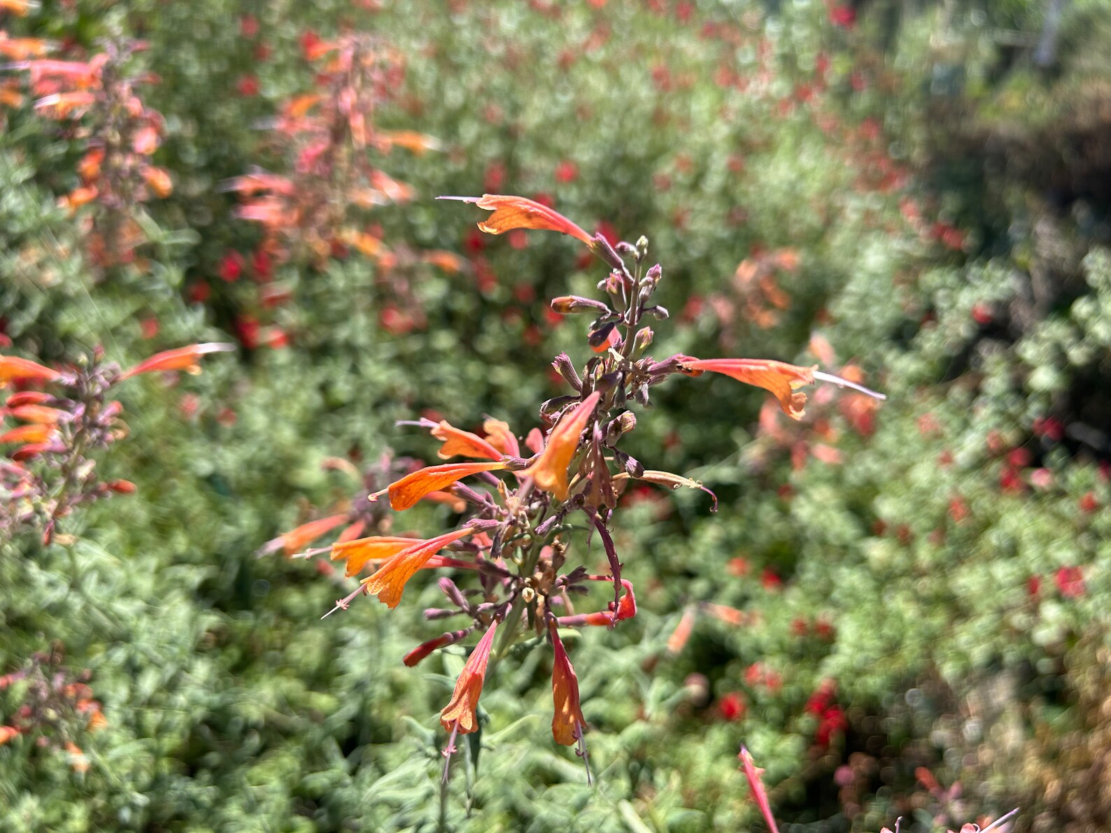 Agastache Rupestris Sunset Hyssop Perennial Flower - Etsy