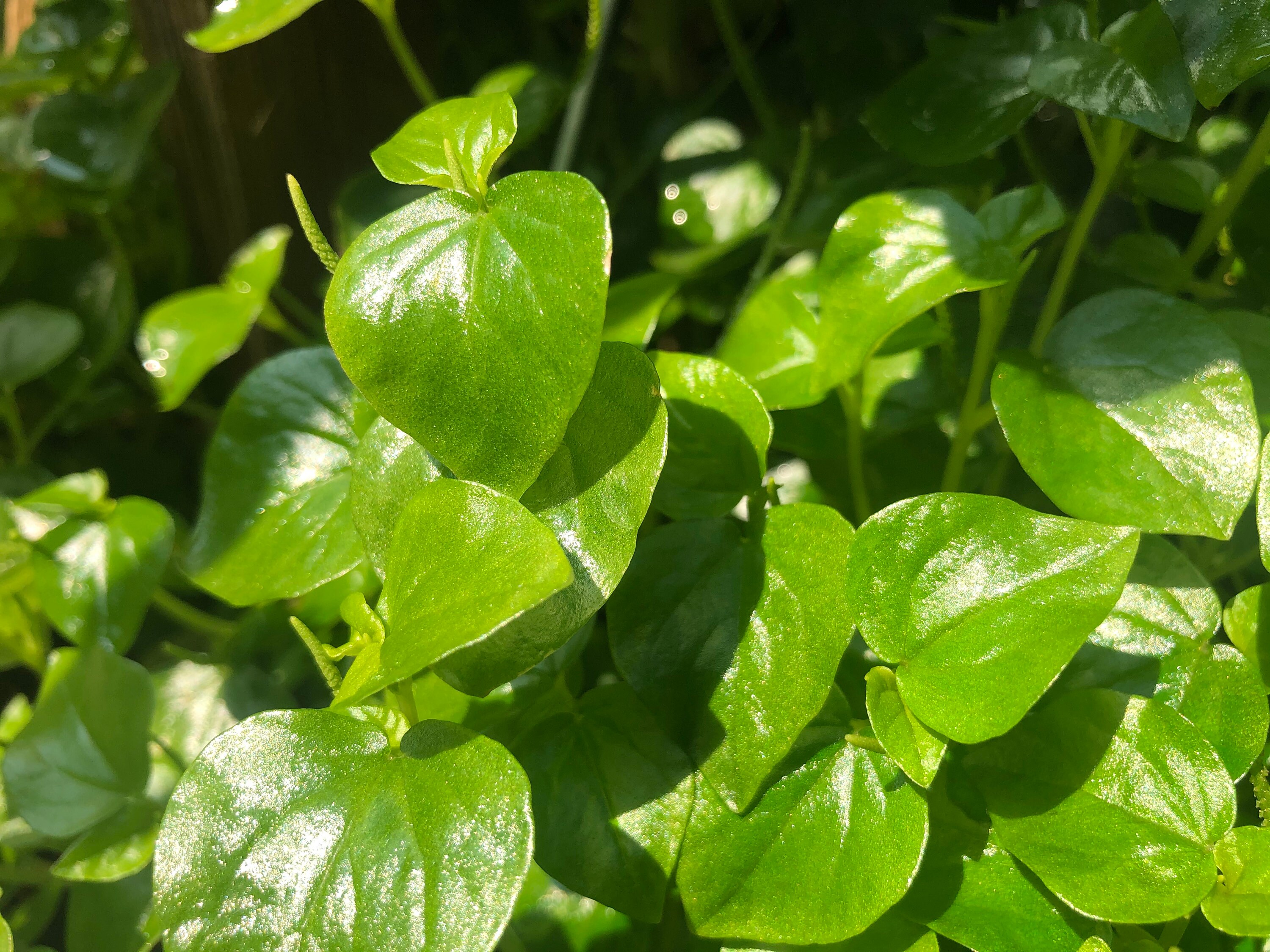 Ulasimang Bato Pansit Pansitan (peperomia Pellucida)