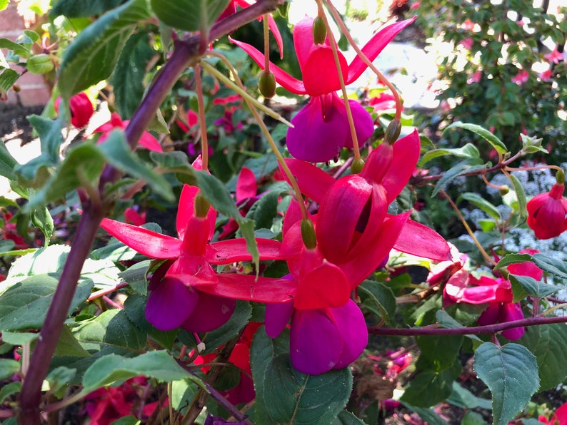 1 Starter Plant of Fuchsia Dark Eye Perennial Flower ** Made To/pre ...
