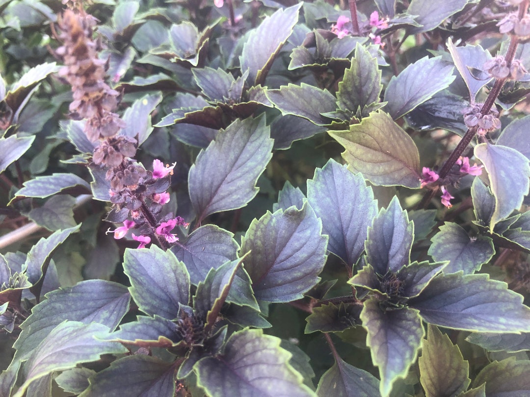 1 Plant of Perennial Basil Herbalea Wild Magic 10 Inch Starters ...
