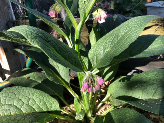 1 Starter Plant of Perennial Comfrey Fertilize Your Garden | Etsy