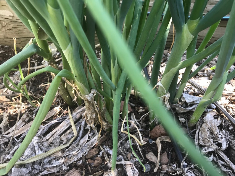 Dae-pa Korean Large Green Onion Seeds 韓國大蔥 - 100 Seeds - Etsy