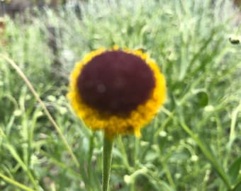 50 Autumn Lollipop Helenium / Perennial / Flower Seeds. - Etsy