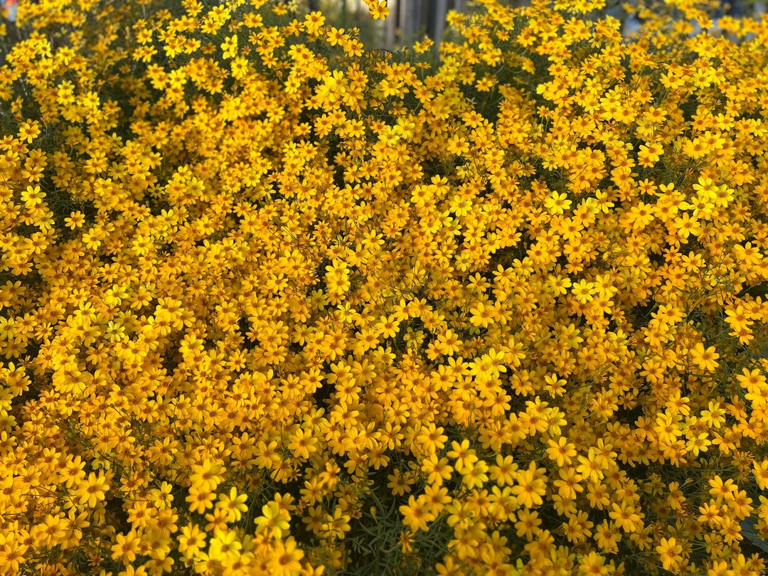 Tagetes Lemonii (mexican Bush Marigold) ** Smell Heavenly ** - Etsy