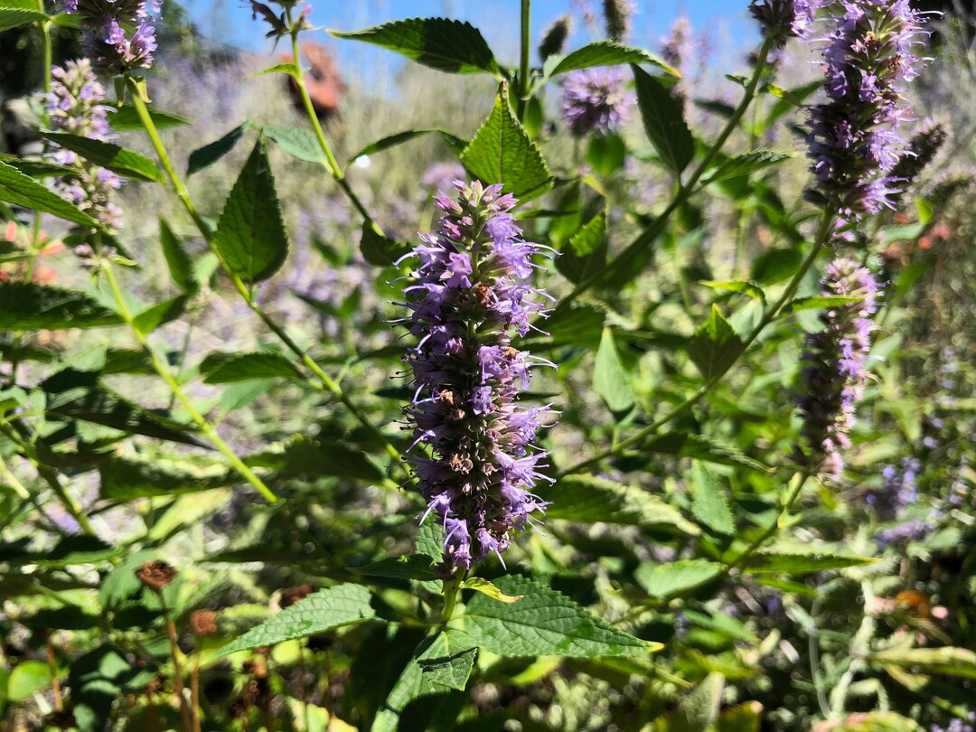 Anise Hyssop Licorice Mint Agastache Blue Fortune - Etsy