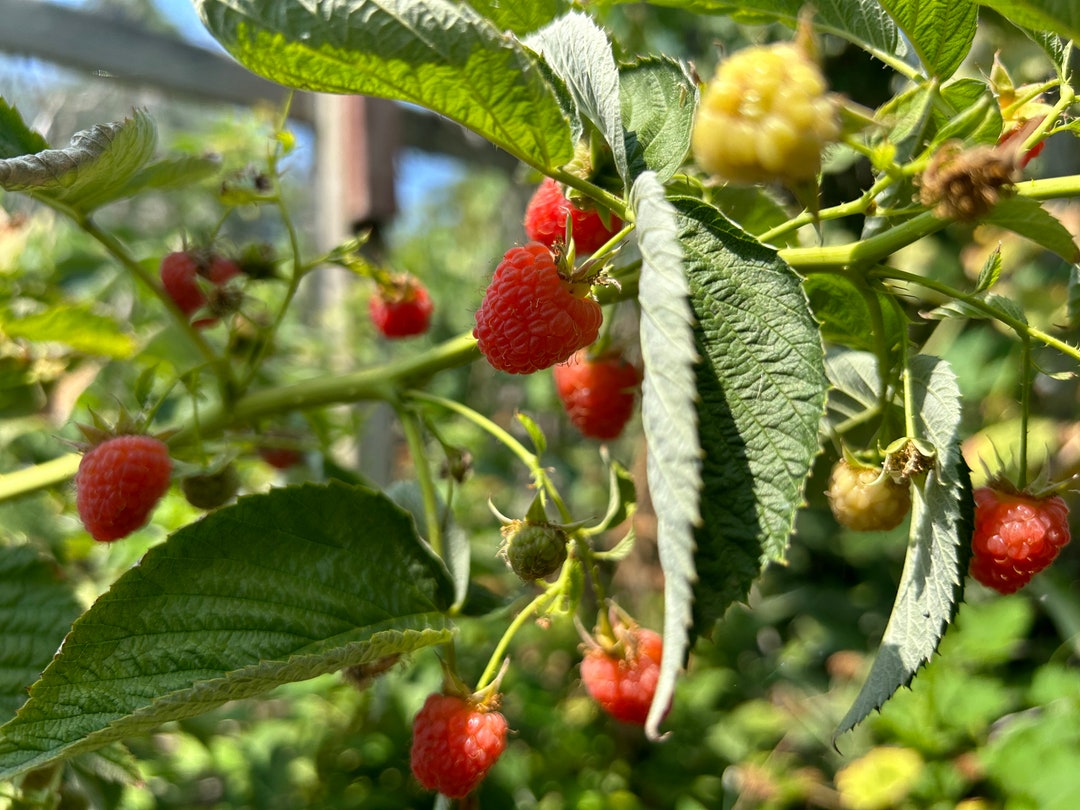 1 Starter Plant of Perennial Everbearing Crimson Night Red Raspberry - Etsy
