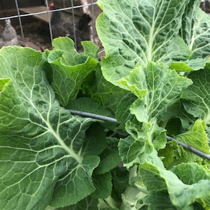 Carolina Yellow Cabbage Collard Seeds - 50 Seeds - Etsy