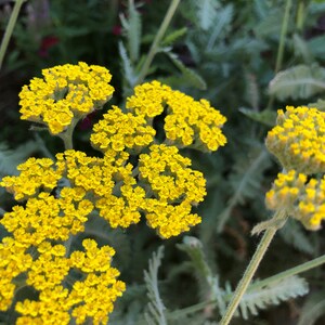 1 Starter Plant of Moonshine Yarrow Achillea X 'moonshine' - Etsy