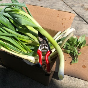 Dae-pa Korean Large Green Onion Seeds 韓國大蔥 - 100 Seeds - Etsy