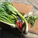 Dae-pa Korean Large Green Onion Seeds 韓國大蔥 - 100 Seeds - Etsy