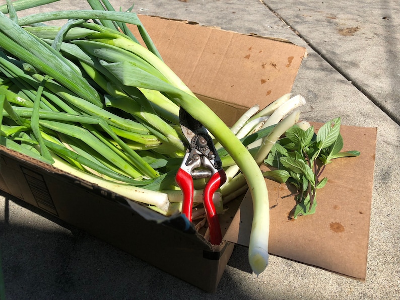 Dae-pa Korean Large Green Onion Seeds 韓國大蔥 - 100 Seeds - Etsy
