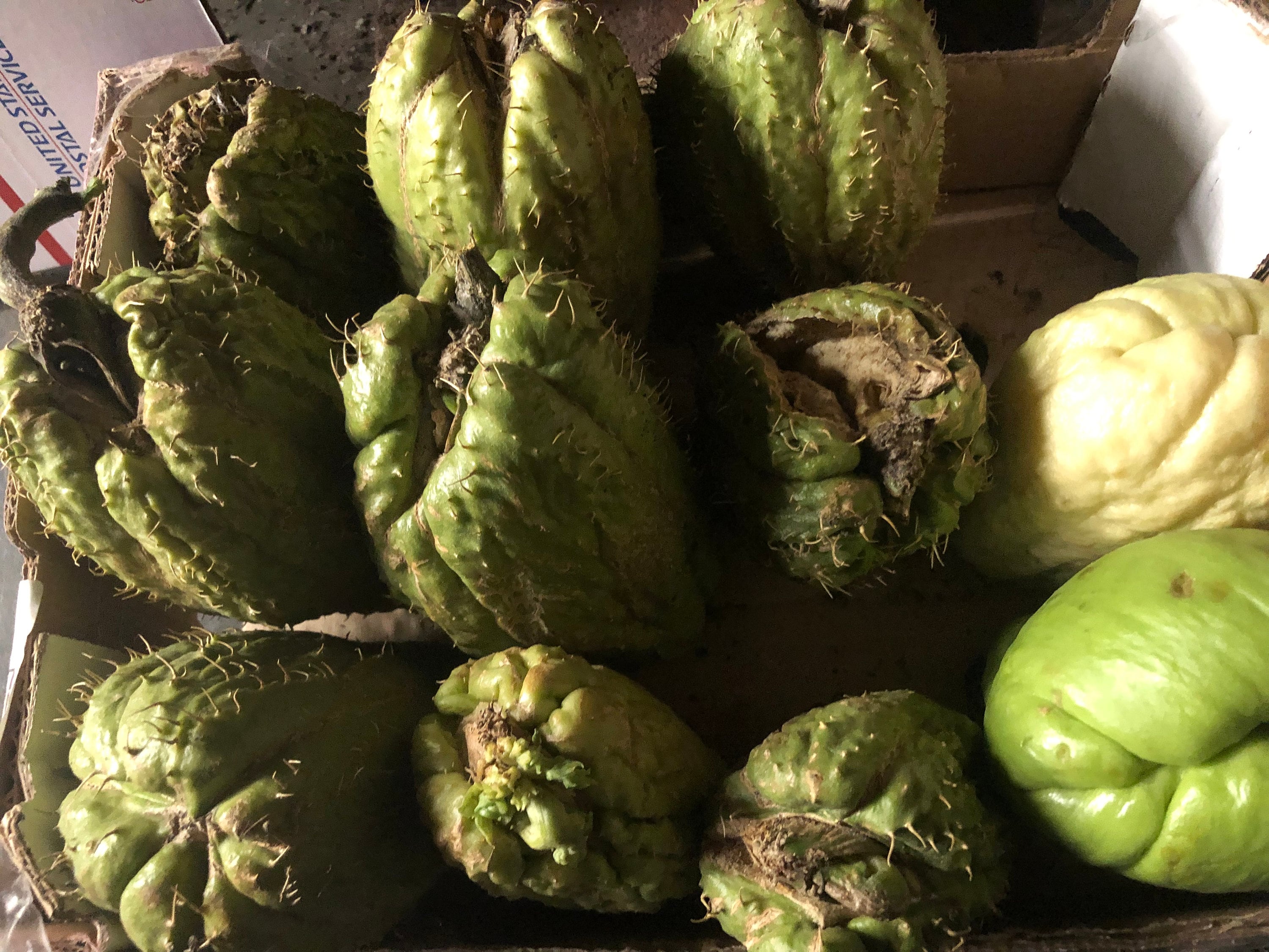 1 Perennial Chayote Squash Seed/plant soft Prickly/smooth - Etsy Canada