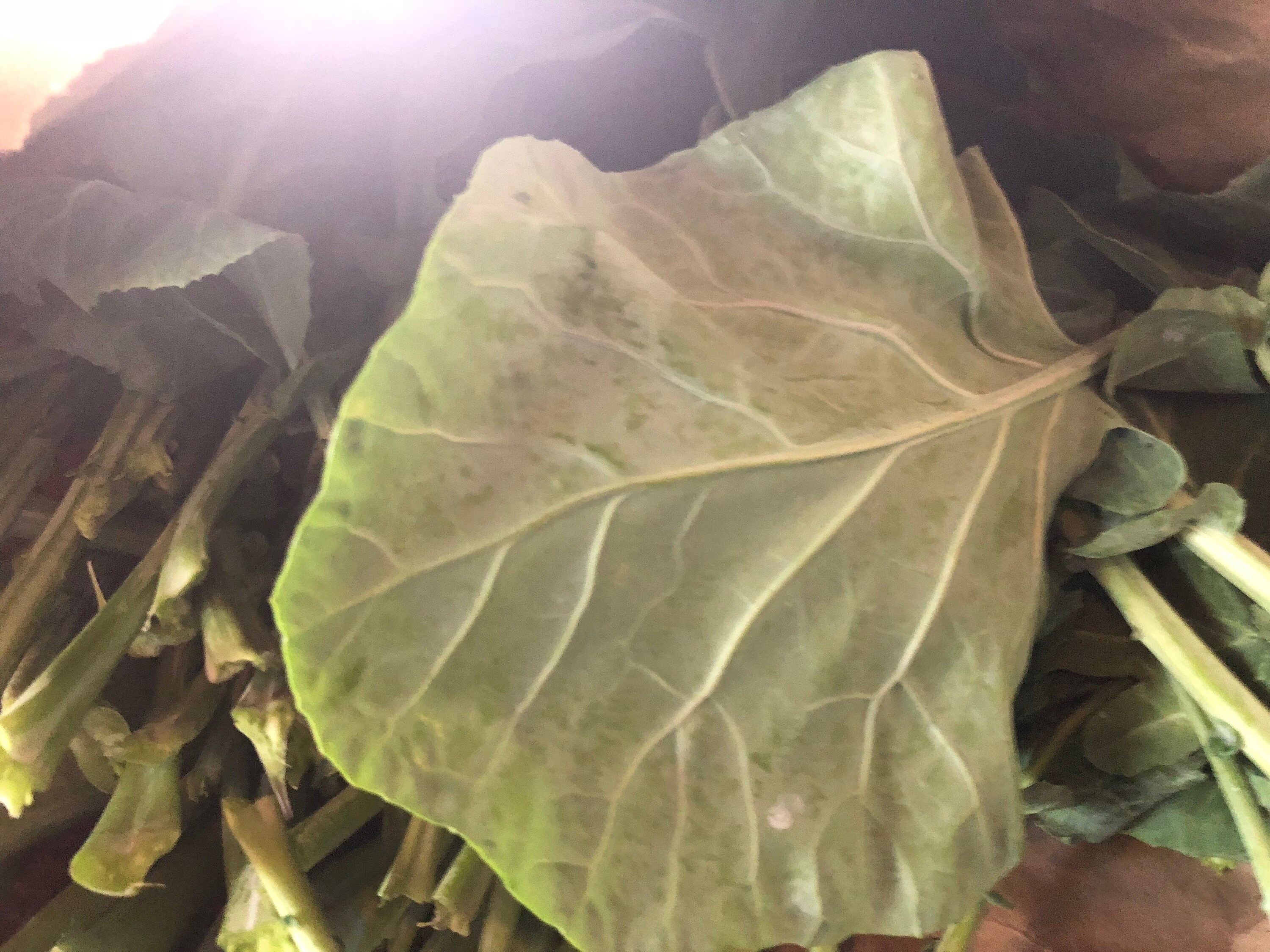 Carolina Yellow Cabbage Collard Seeds 50 Seeds - Etsy Canada