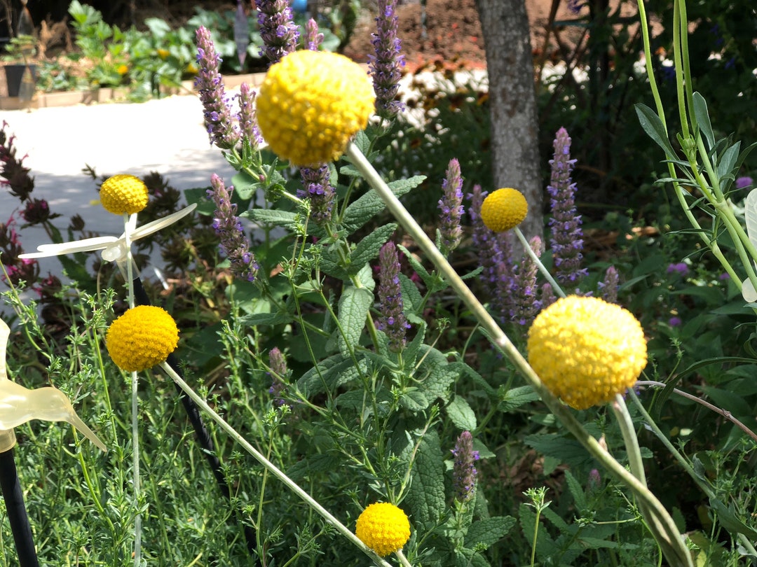 Craspedia Billy Buttons Perennial Flower - Etsy
