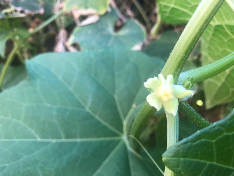 1 Perennial Chayote Squash Seed/plant (soft Prickly/smooth) - Sprouted ...