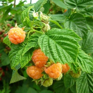 1 Starter Plant of Perennial Everbearing Fall Gold Raspberry - Etsy