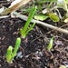 Dae-pa Korean Large Green Onion Seeds 韓國大蔥 - 100 Seeds - Etsy