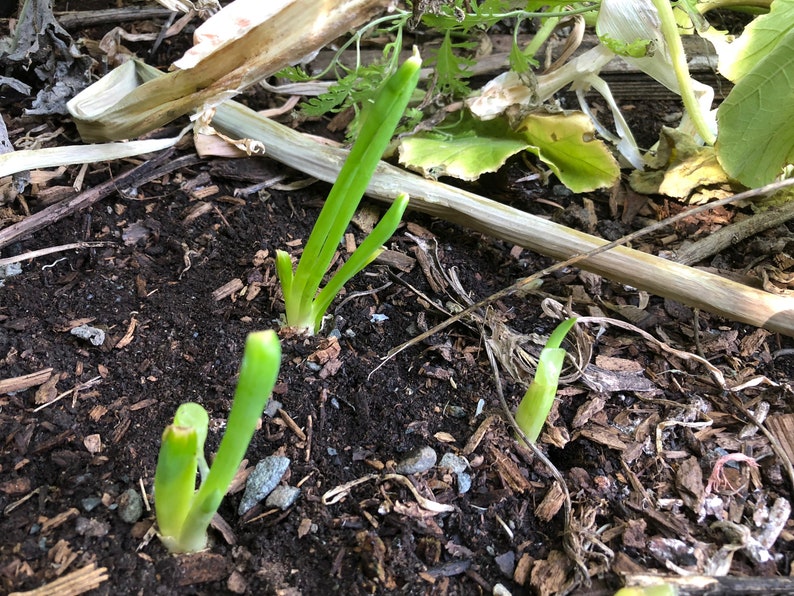 Dae-pa Korean Large Green Onion Seeds 韓國大蔥 - 100 Seeds - Etsy