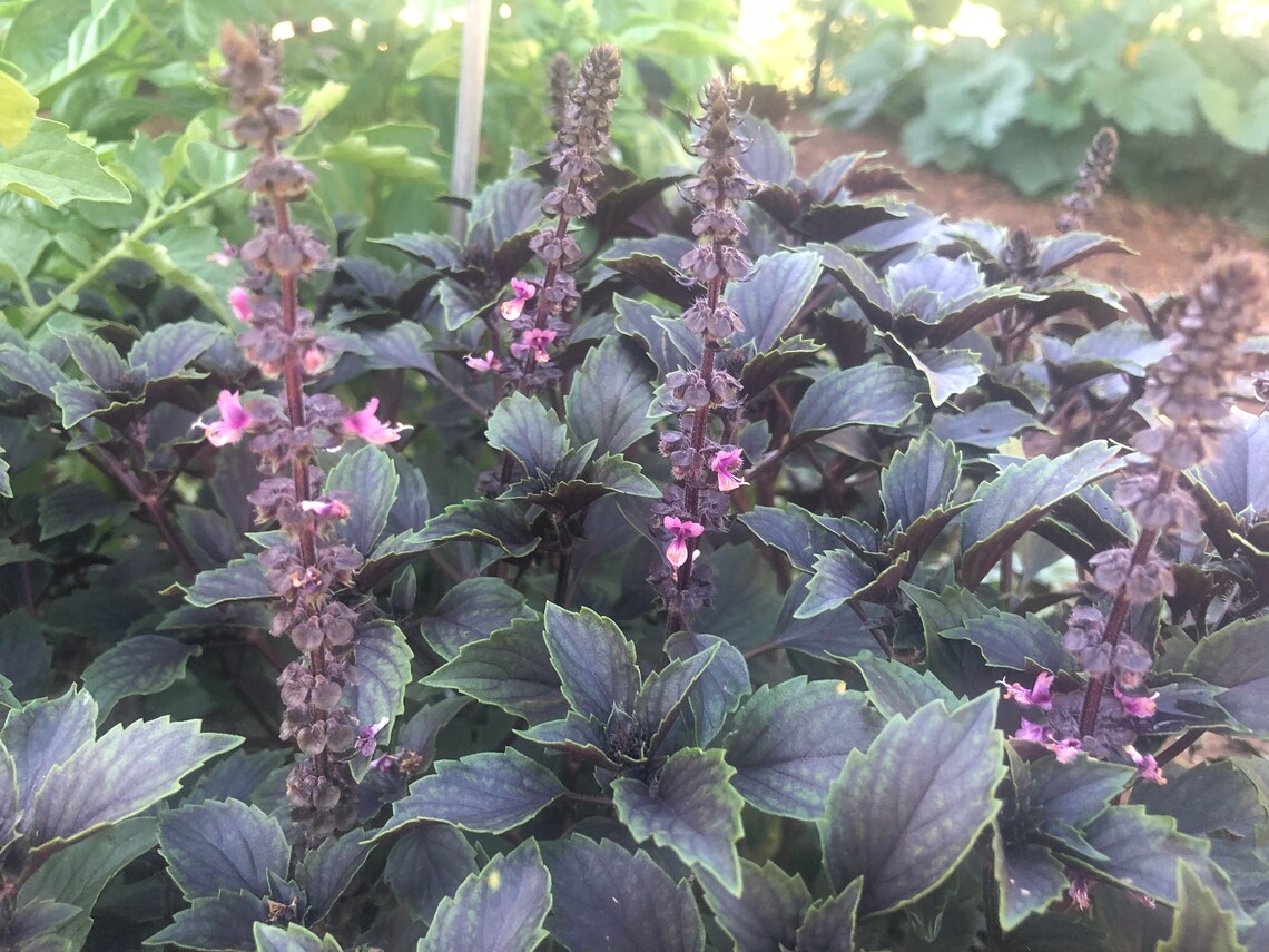 1 Plant of Perennial Basil Herbalea Wild Magic 10 Inch Starters ...
