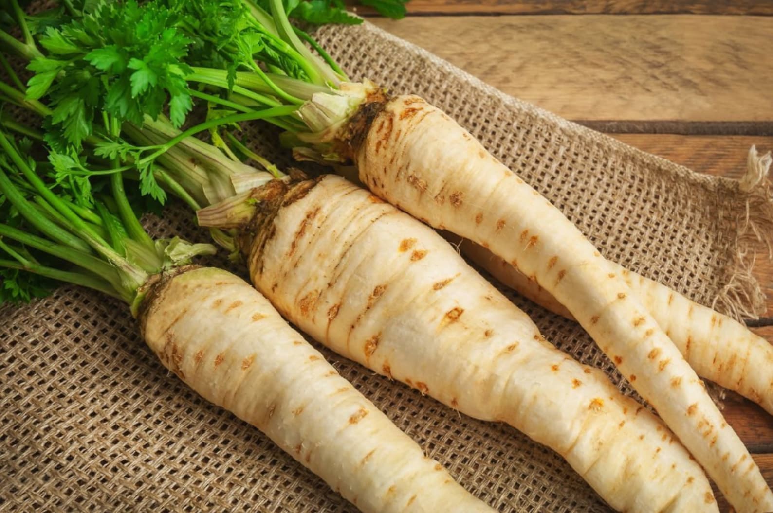 Parsnip Harris Early Model Seeds 歐洲防風草 - 200 Seeds - Etsy