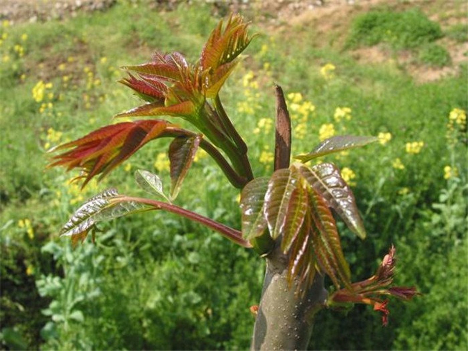 Chinese Toon Toona Sinensis Northern Red Seeds 北方红油香椿 - 100 Seeds - Etsy