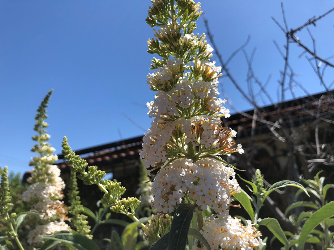 Buddleja, Butterfly Bush Davidii White Profusion Perennial Flower - Etsy