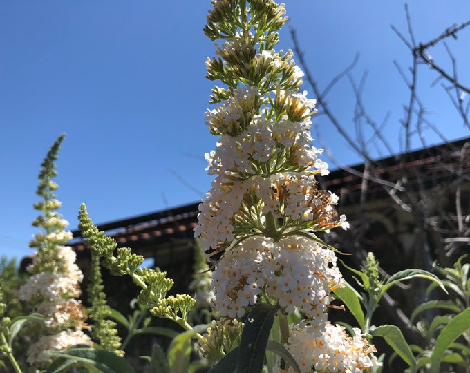 Buddleja, Butterfly Bush Davidii White Profusion Perennial Flower - Etsy