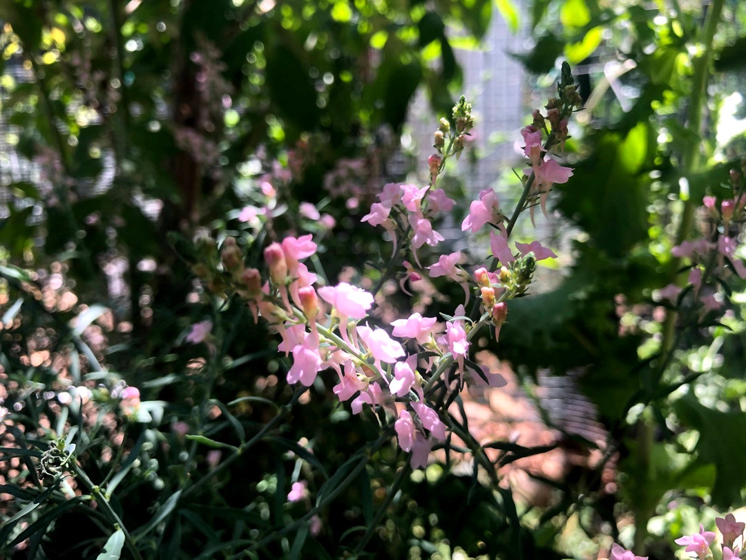 Linaria Purpurea Canon West Pink Toadflax Perennial Flower Seeds - 30 ...