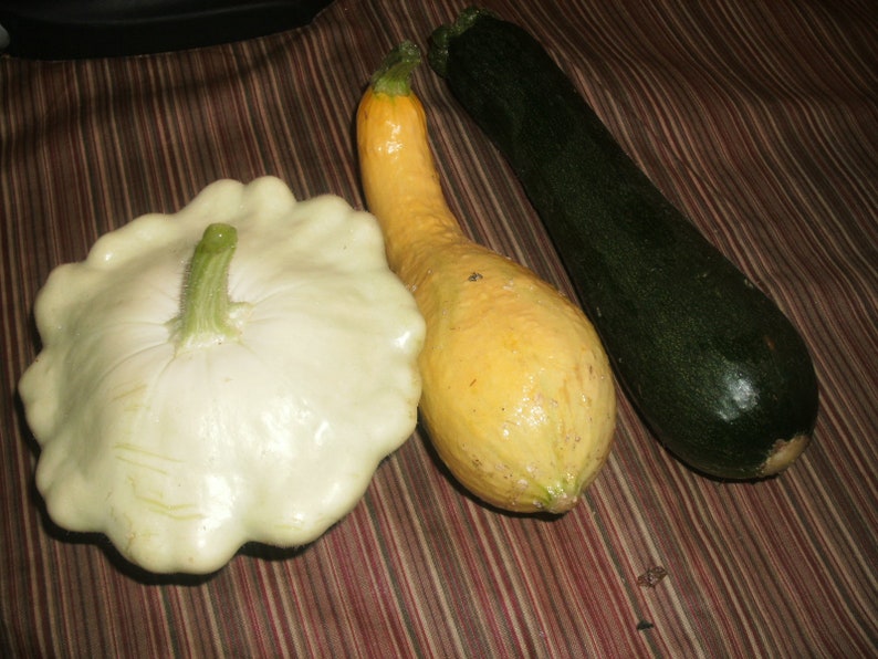 Squash Summer Peter Pan Scallop Seeds 節瓜 - 20 Seeds - Etsy