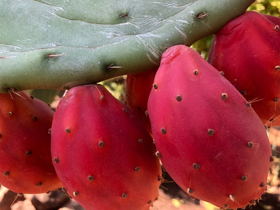 Tunas De Nopal