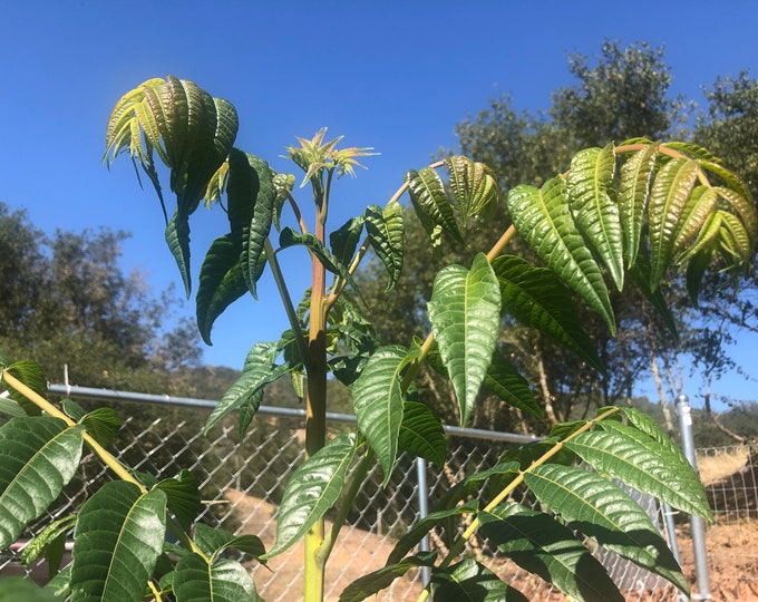 Chinese Toon Toona Sinensis Northern Red Seeds 北方红油香椿 - 100 Seeds - Etsy