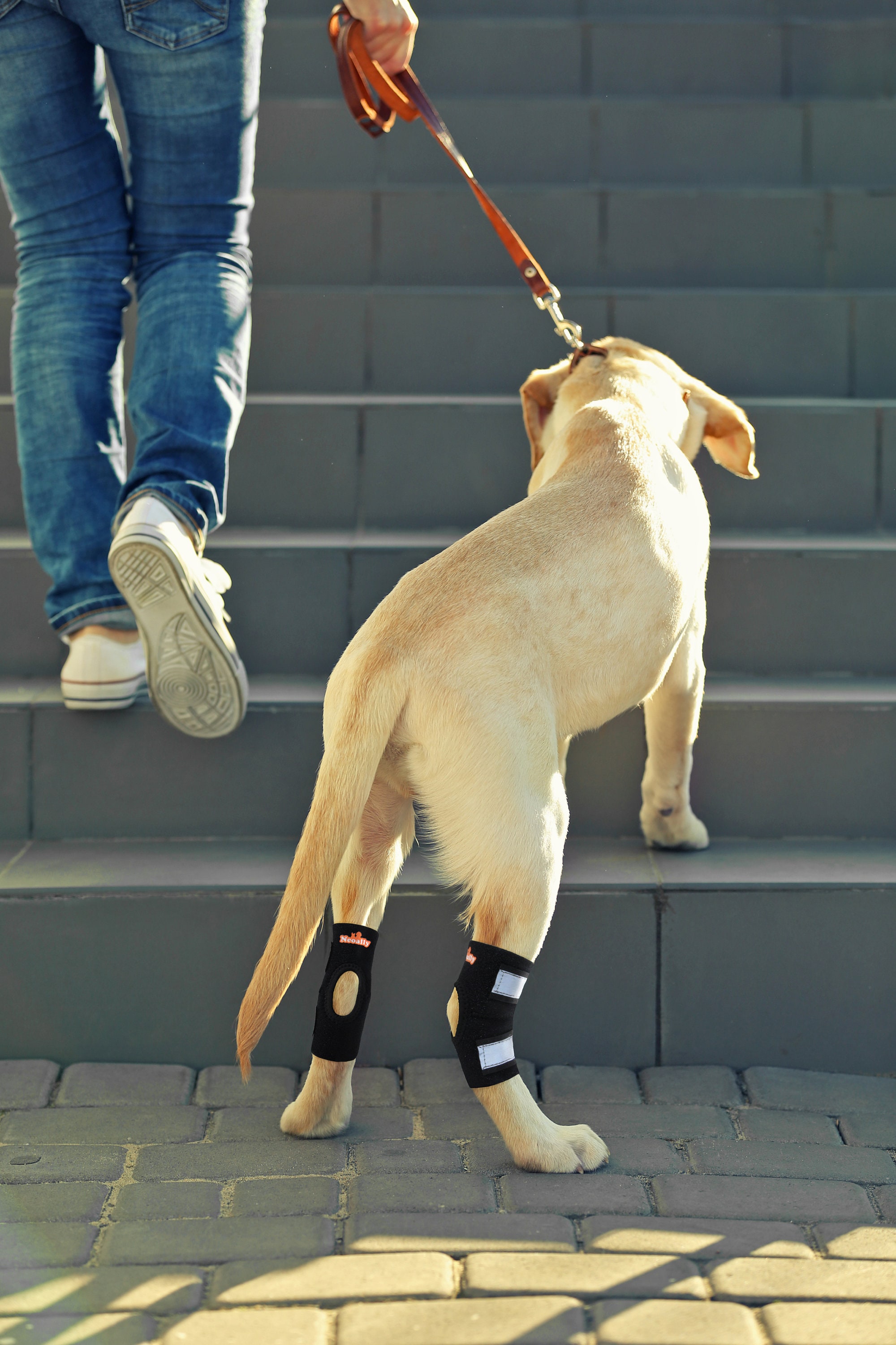Dog Leg Brace Canine Rear Leg Hock Support With Safety Reflective ...